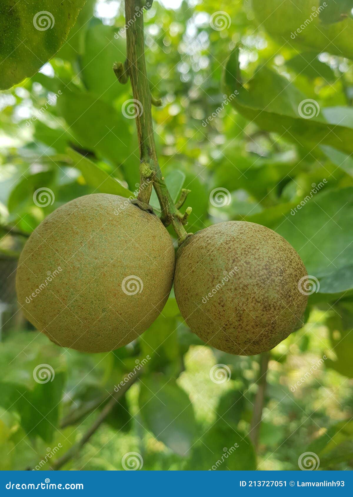 Rust Of The Fruit Trees. Fungus, Fruit Tree Disease, Plum Leaves ...