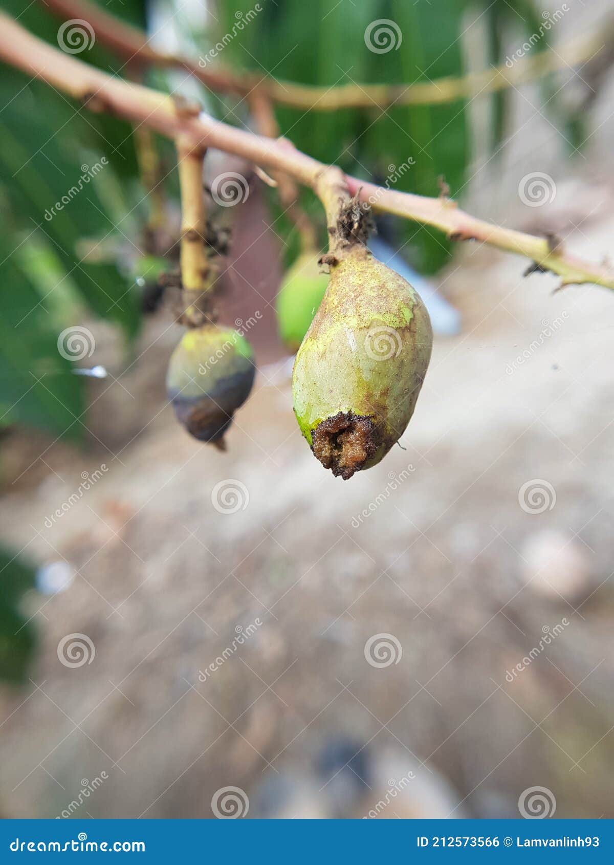 Symptoms of Mango Fruit Borer Deanolis Albizonalis on Mango Fruit Stock ...