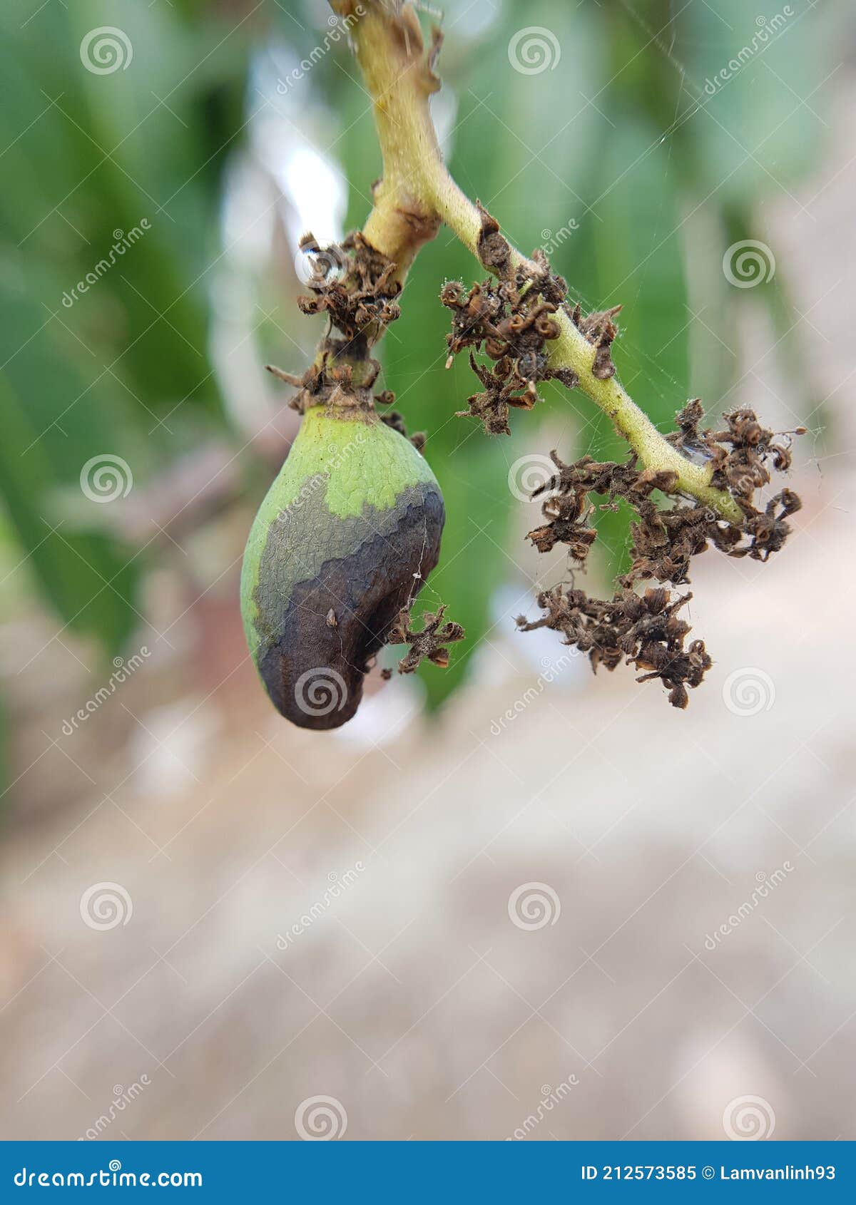 Symptoms of Mango Fruit Borer Deanolis Albizonalis on Mango Fruit Stock ...