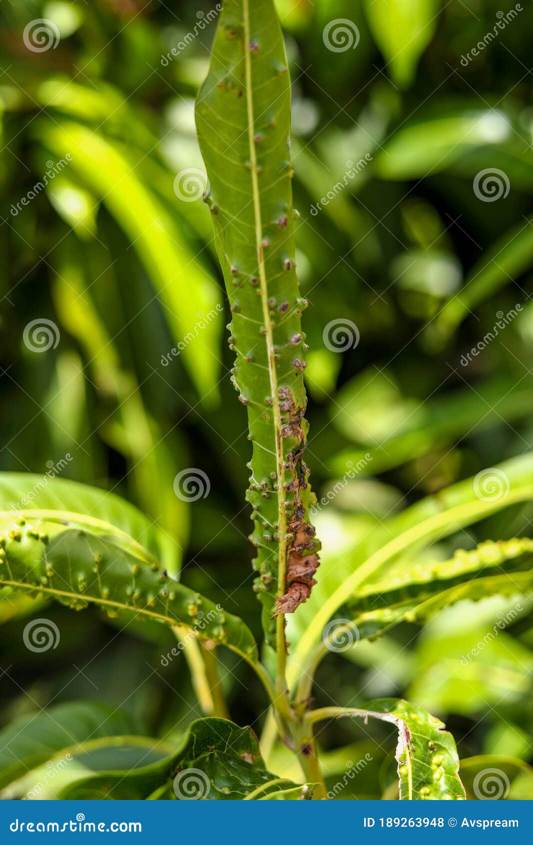 Symptoms Of Mango Fruit Borer Deanolis Albizonalis On Mango Fruit Stock ...