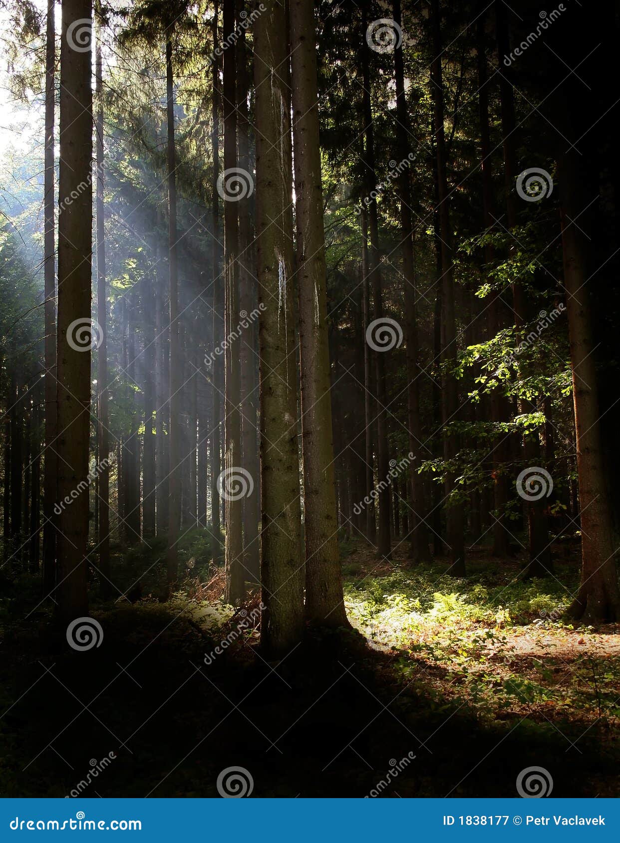Syn rays in the wood stock image. Image of foot, park - 1838177