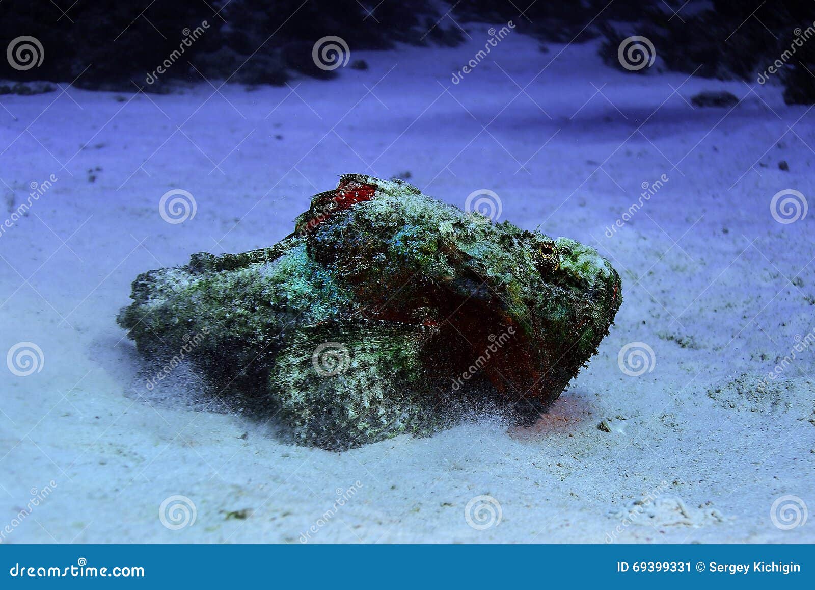 Synanceia Verrucosa Fish Stone Stock Image - Image of aqua, dive: 69399331