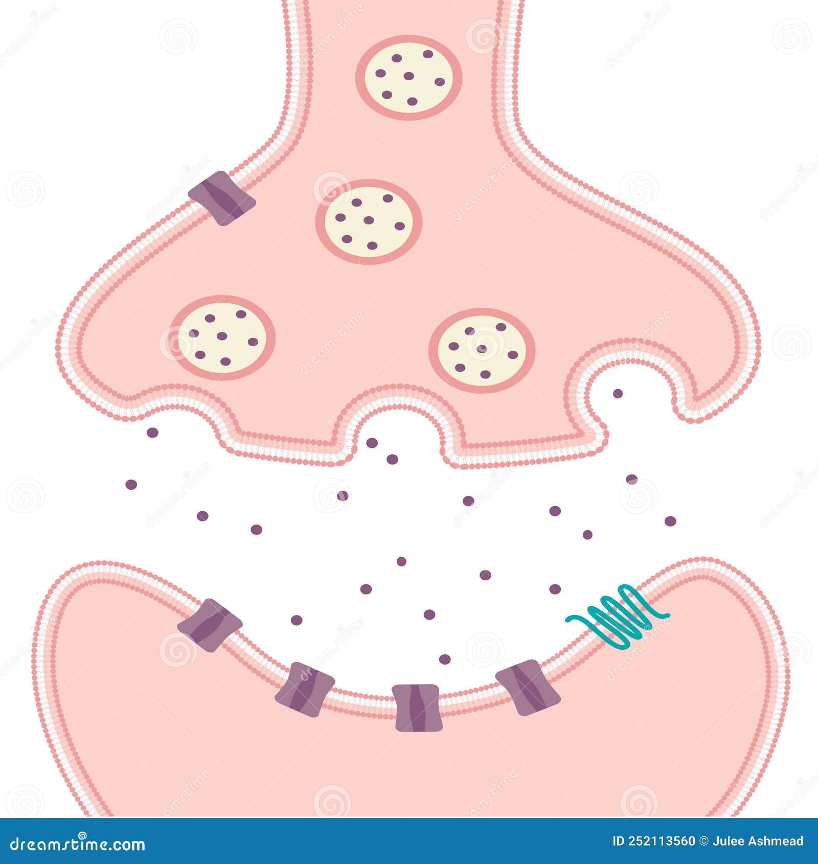 Synapse Vector Illustration. Labeled Diagram With Neuromuscular Example ...