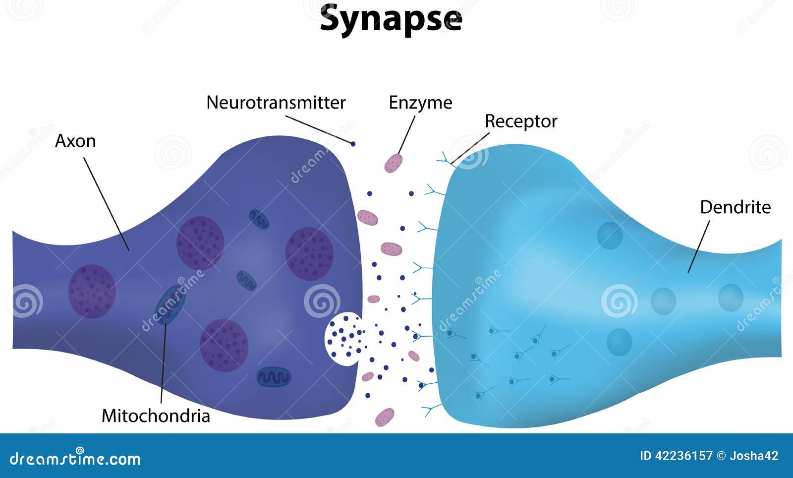 Synapse Beschriftetes Diagramm Vektor Abbildung - Illustration von ...