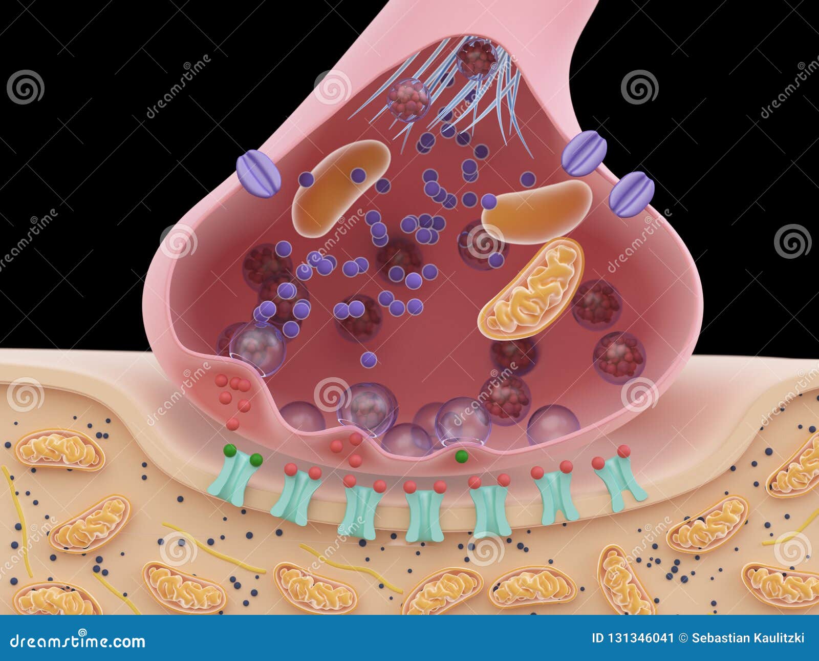 A Synapse Cross-section Royalty-Free Illustration | CartoonDealer.com ...