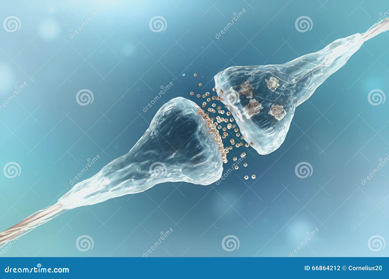 Synapse and Neuron stock photo. Image of neurology, neuron - 66864212
