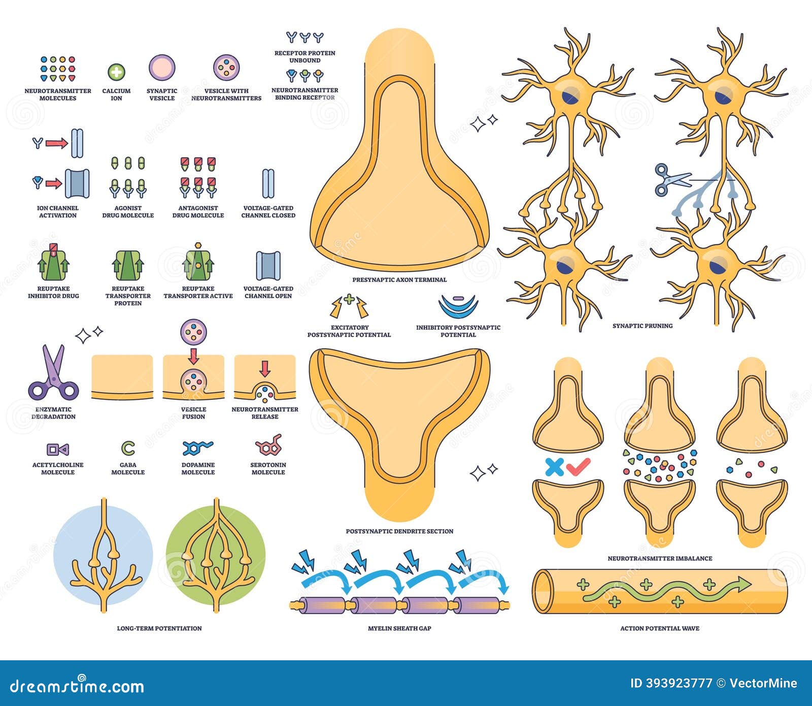 Synaptic Cleft Structure. Axons, Dendrites Synaptic Terminals And ...