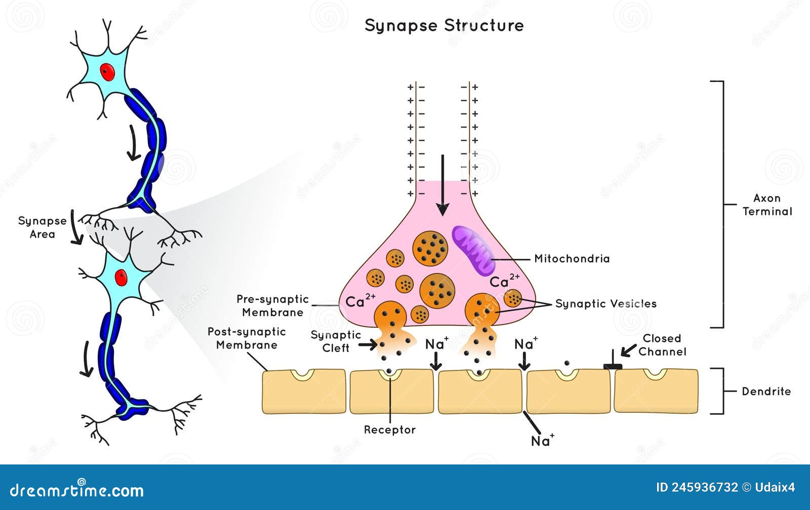 Synapse Structure Infographic Diagram Permit Neuron Pass Electrical ... Synapse Structure Infographic Diagram Permit Neuron Pass Electrical ...
