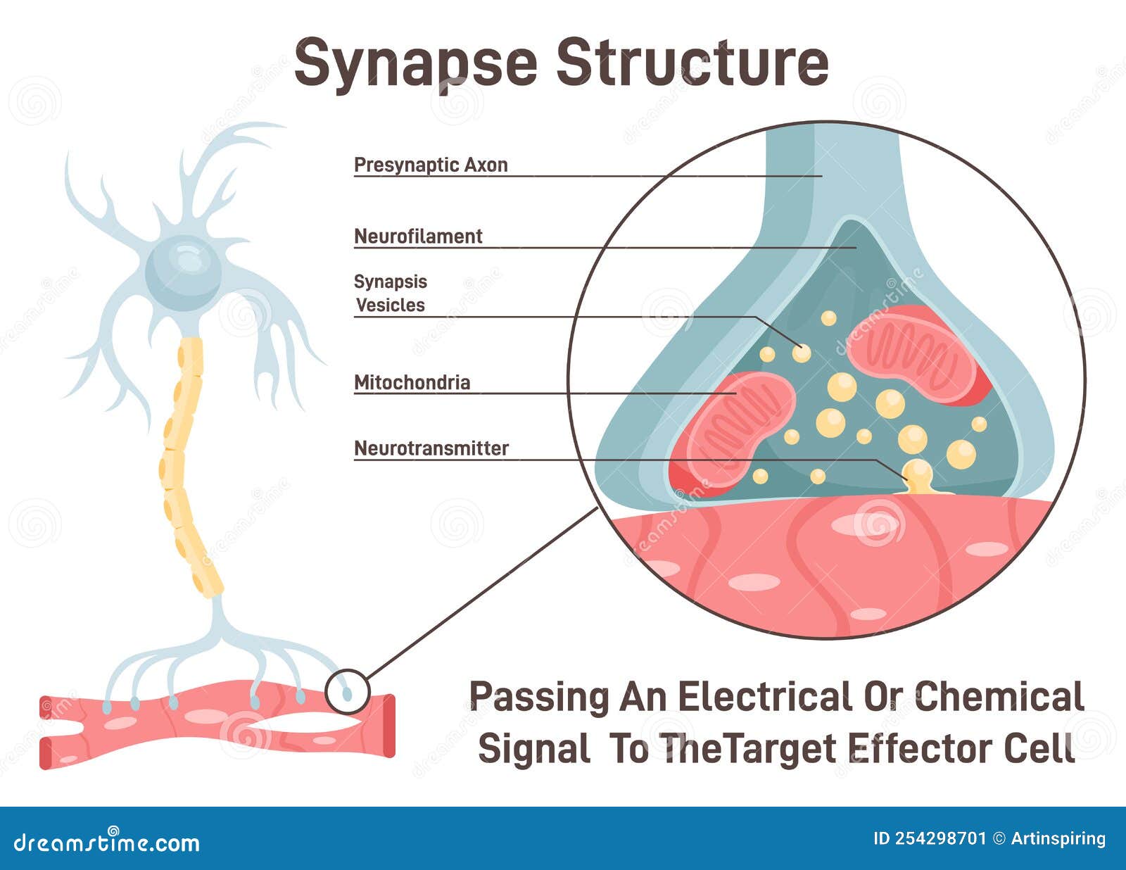Synapse Is A Structure That Permits A Neuron. Vector Illustration ... Synapse Is A Structure That Permits A Neuron. Vector Illustration ...