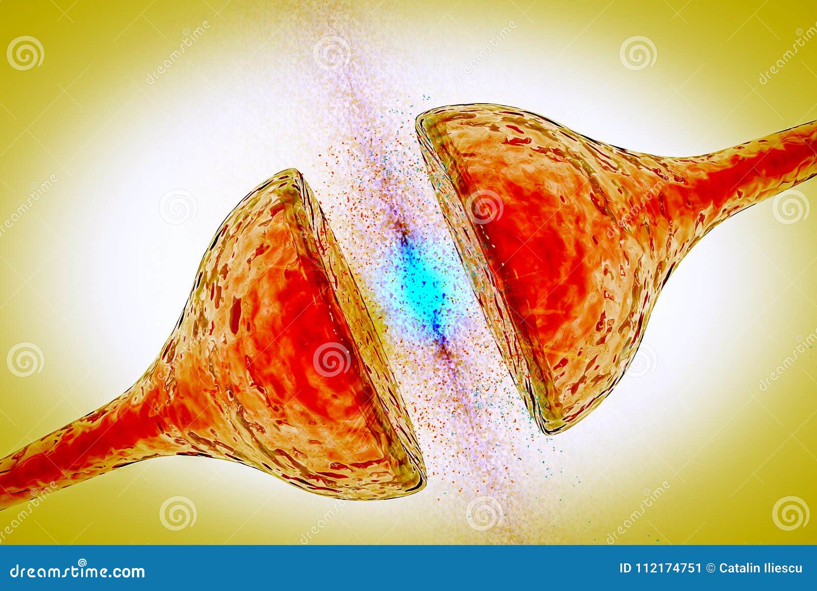 Neurons, Neural Networks And Synapses As Brain Structures Royalty-Free ...