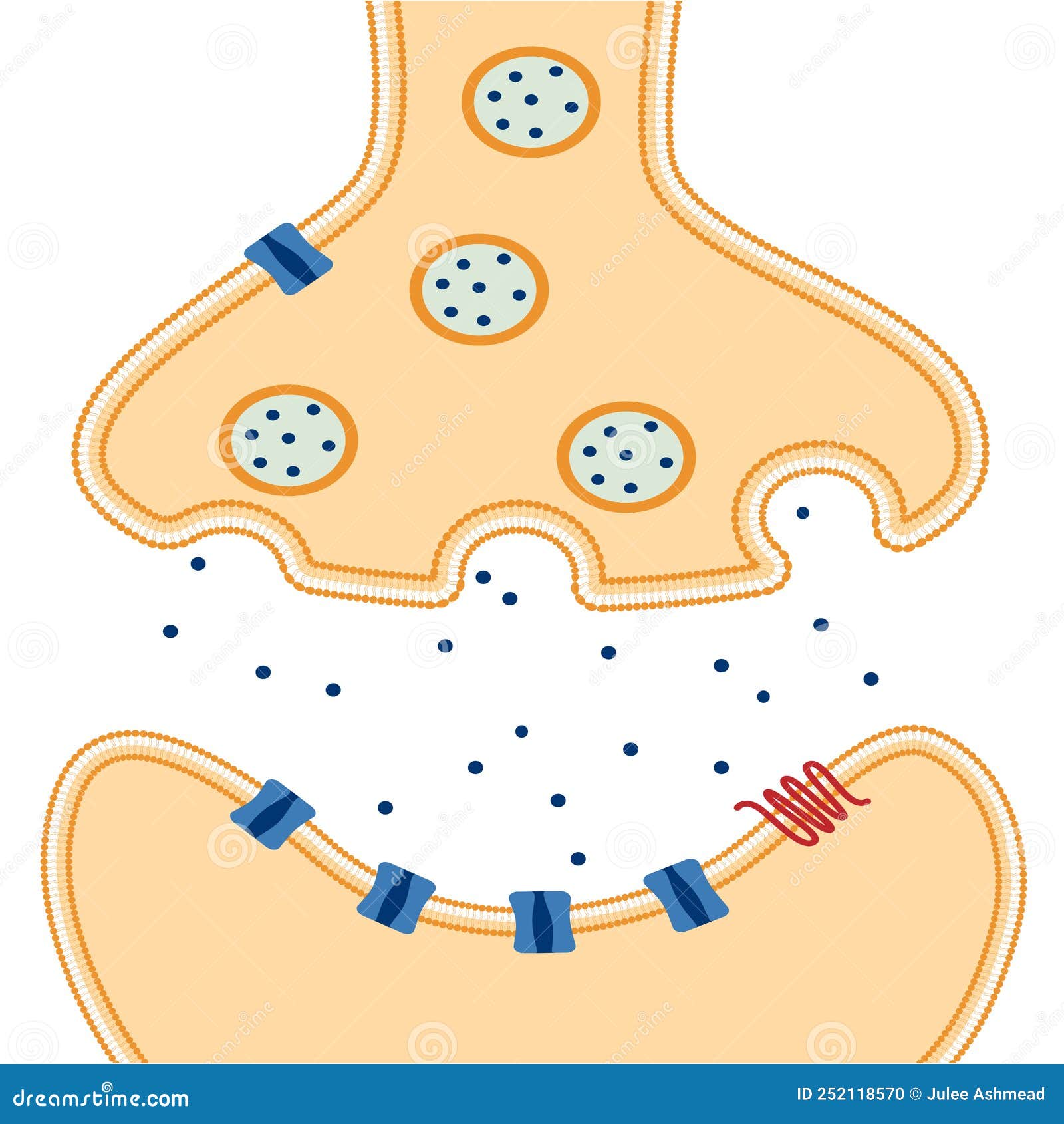 Synapse Vector Illustration. Labeled Diagram With Neuromuscular Example ...
