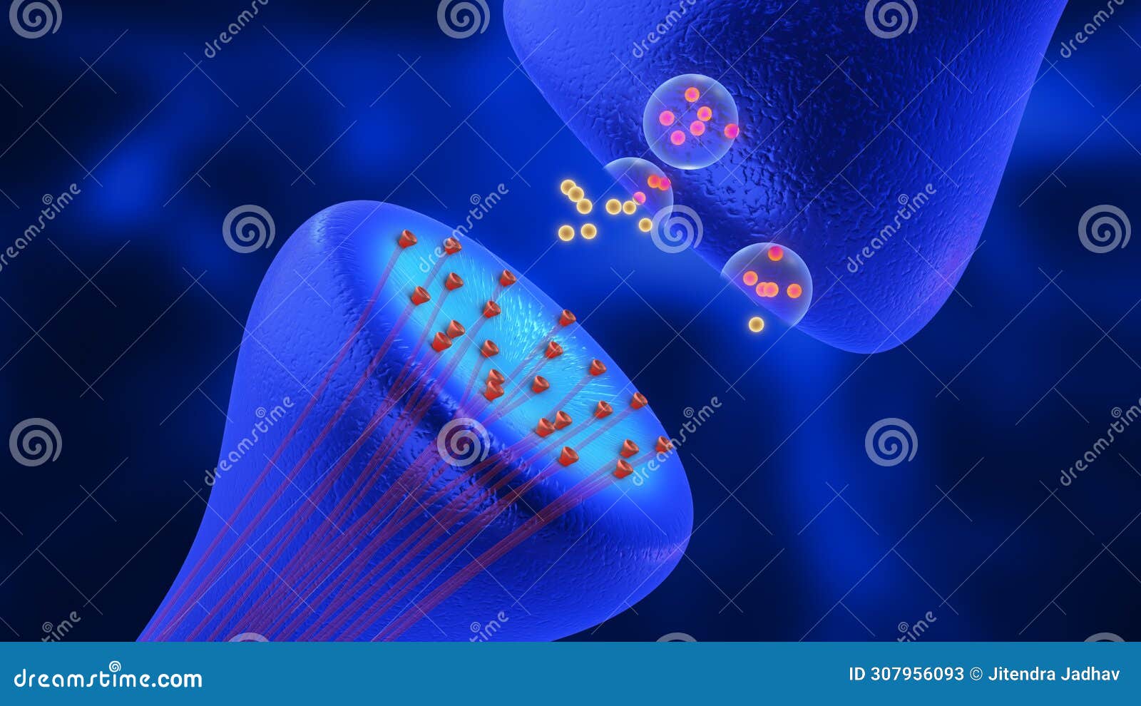 Synapses and Neurotransmission Medical Concept Stock Illustration ...