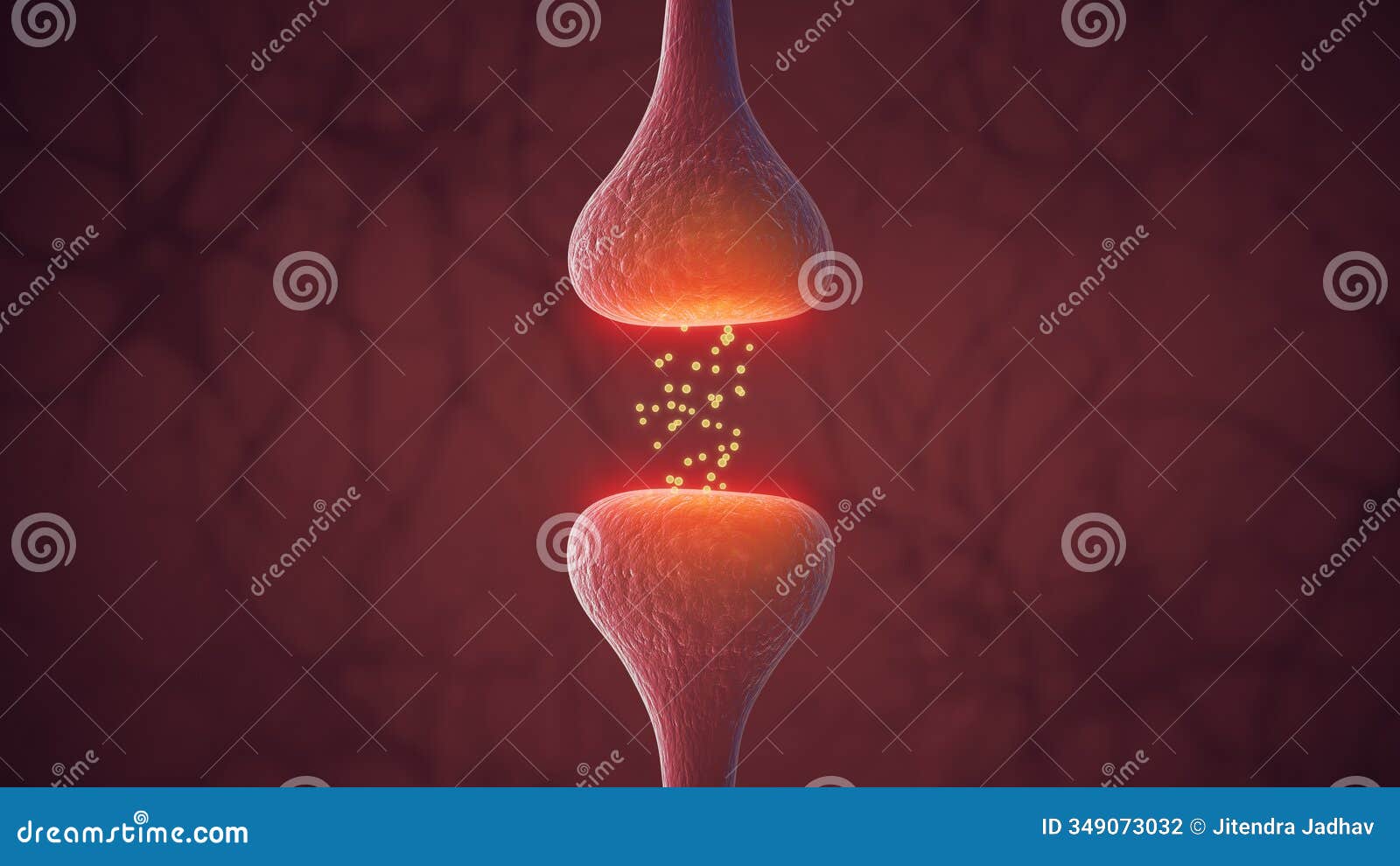 Synaptic Activity Supporting Neuronal Pathway Signal Transmission Stock ...