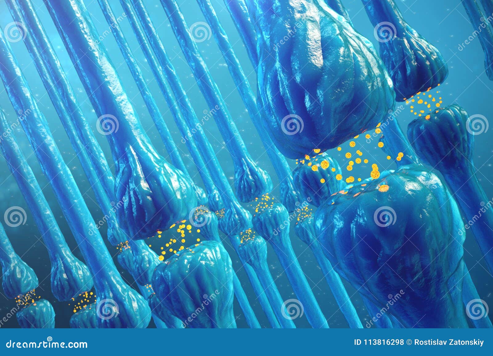 Synaptic Transmission, Human Nervous System. Brain Synapses Stock ...
