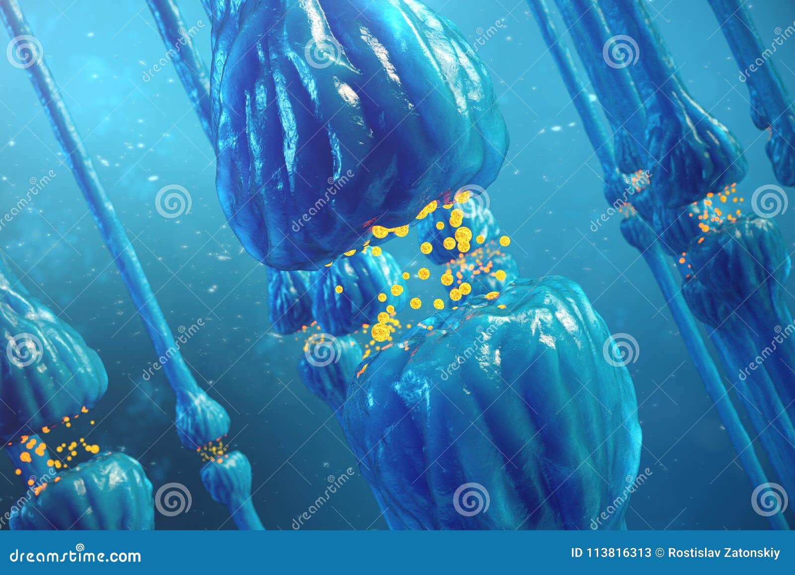Synaptic Transmission, Human Nervous System. Brain Synapses Stock ...