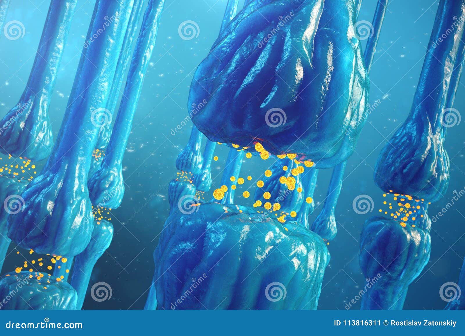 Synaptic Transmission, Human Nervous System. Brain Synapses ...