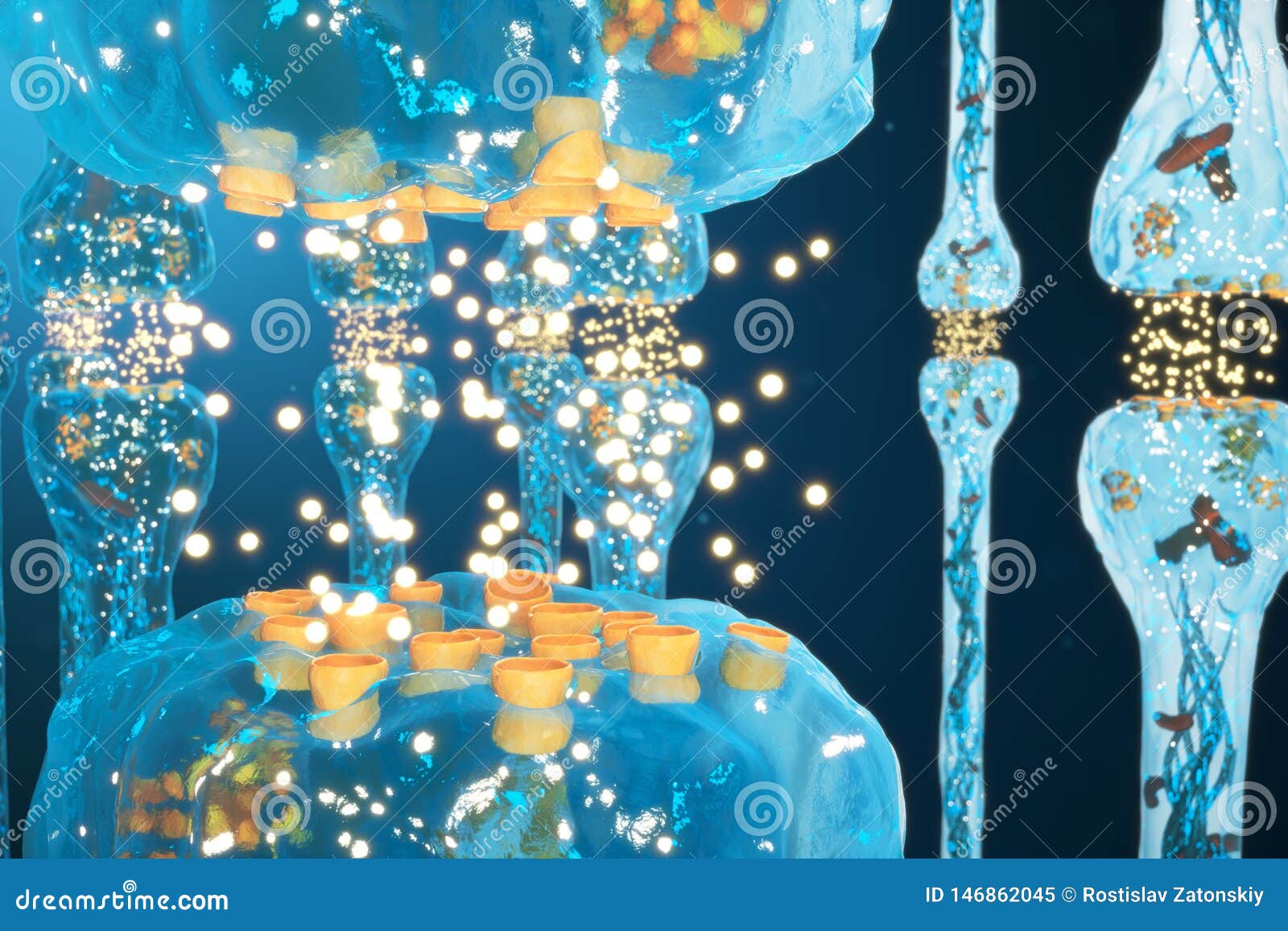 Synaptic Transmission, Nervous System Receptors. Concept Consciousness ...