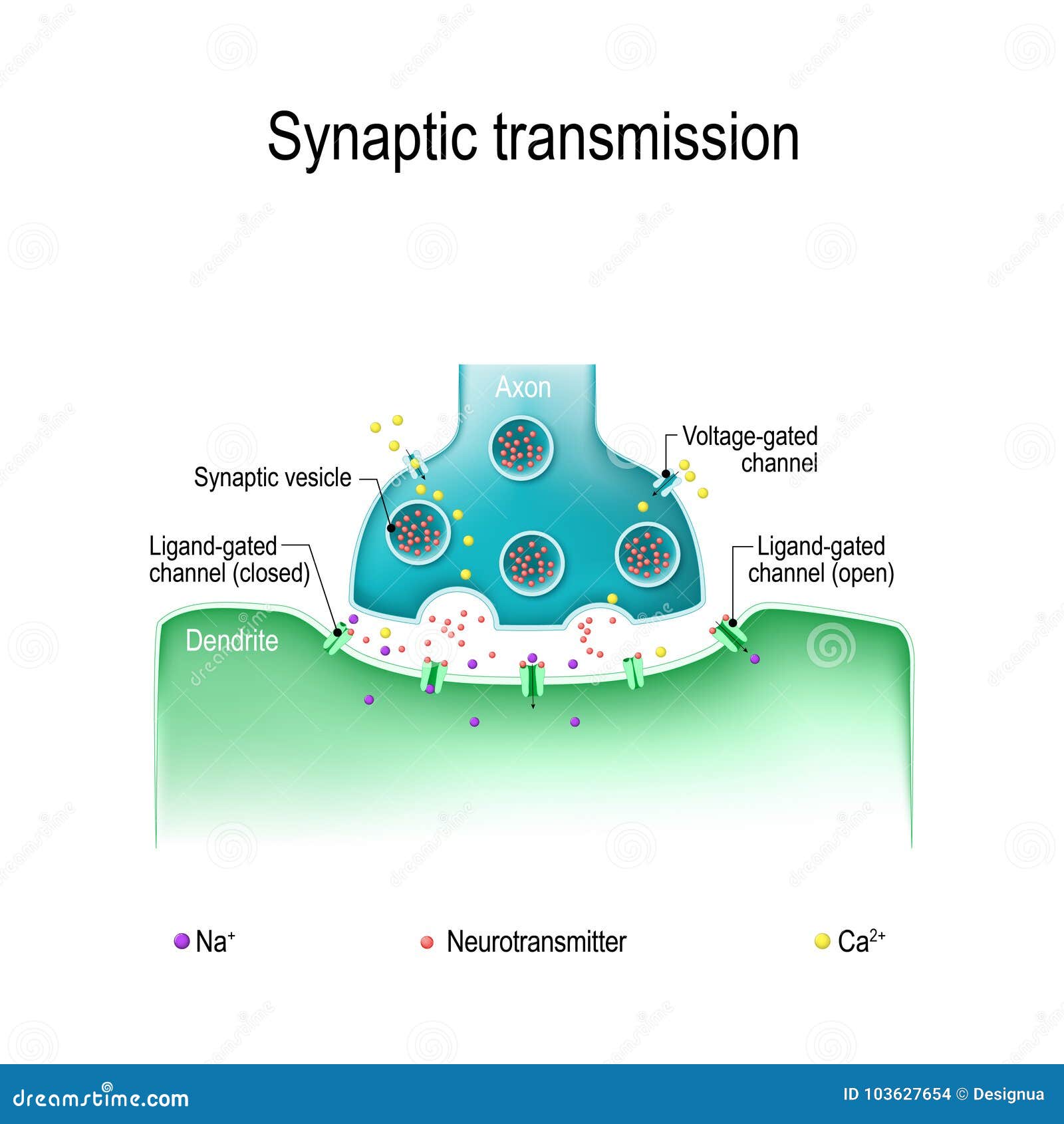 Synaptische Transmission Struktur Der Chemischen Synapse Vektor ...