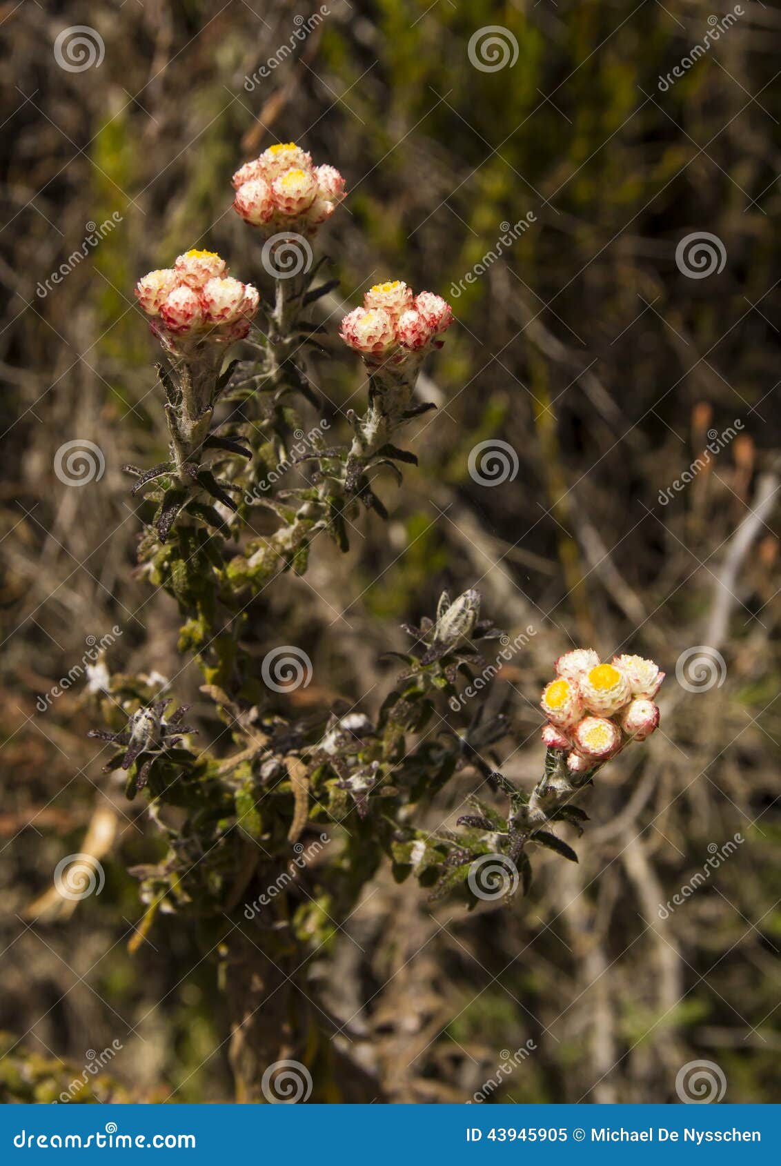 Syncarpha Species Everlasting Flower Stock Image - Image of shurb ...