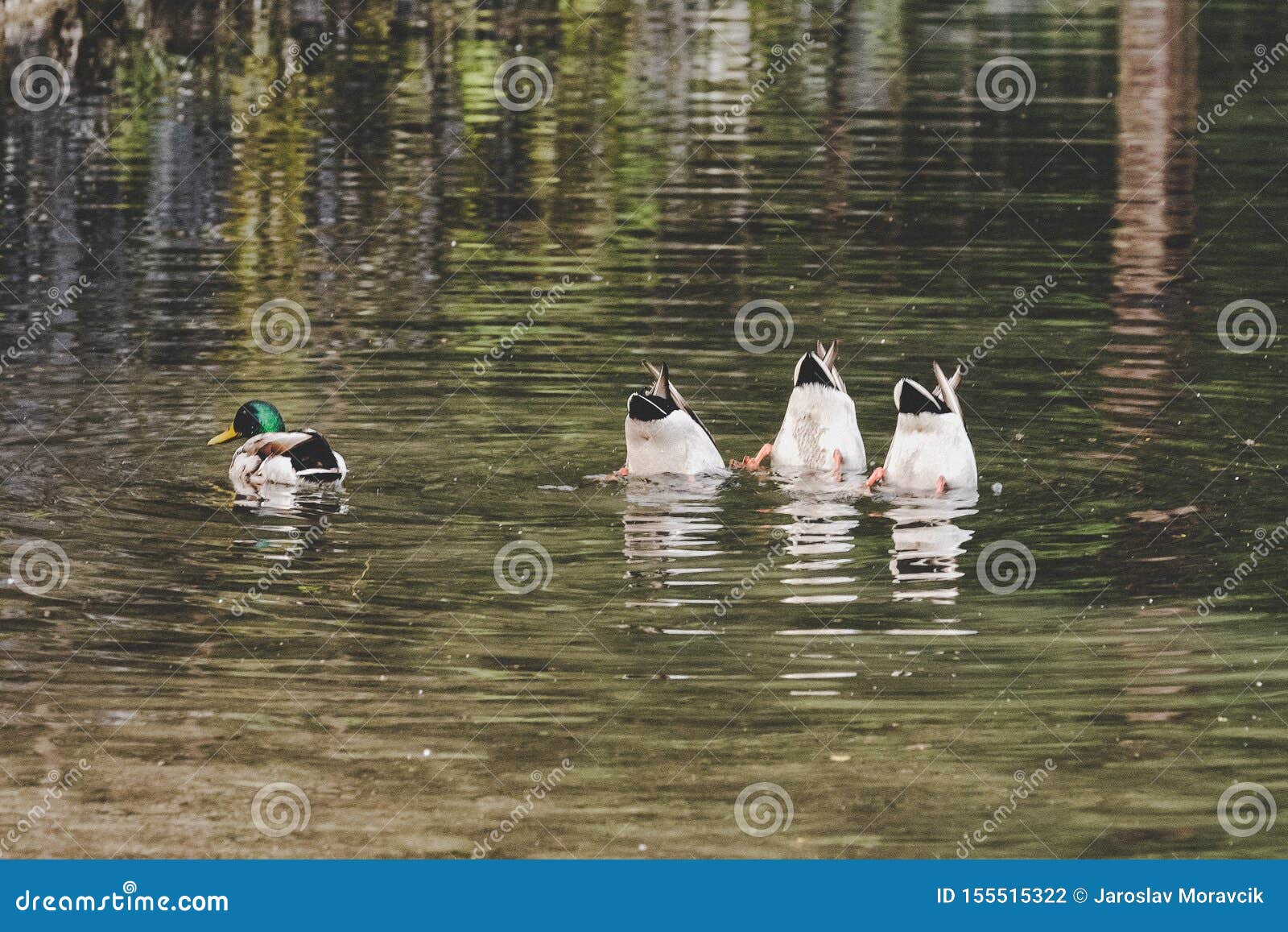 Synchronized diving ducks stock photo. Image of synchronized - 155515322