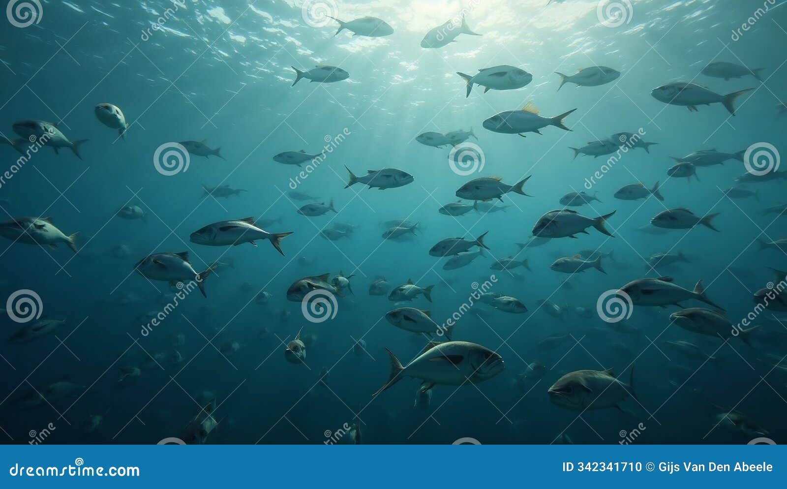 Synchronized School of Fish Representing Unity Stock Illustration ...