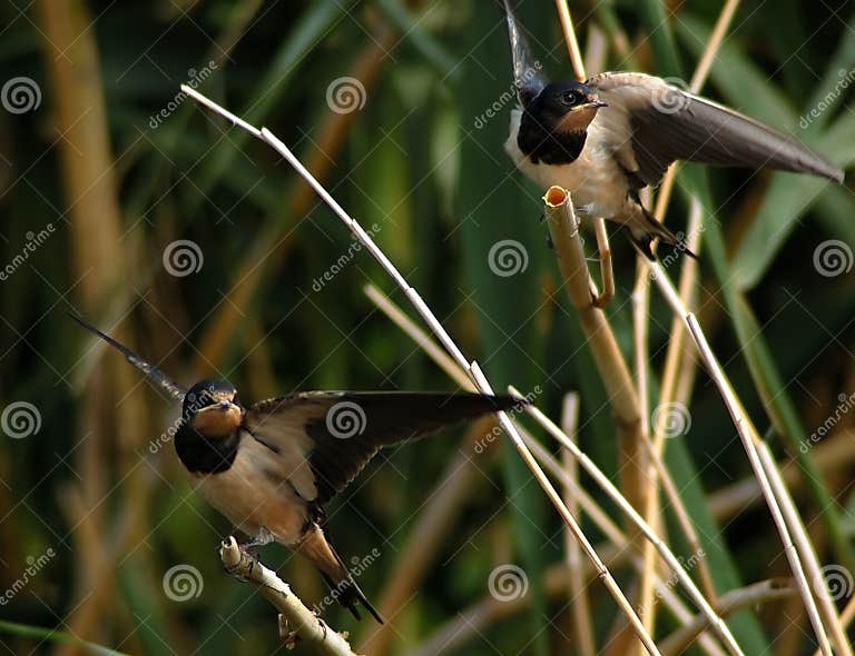 Synchronous stock image. Image of action, nature, animals - 3646095