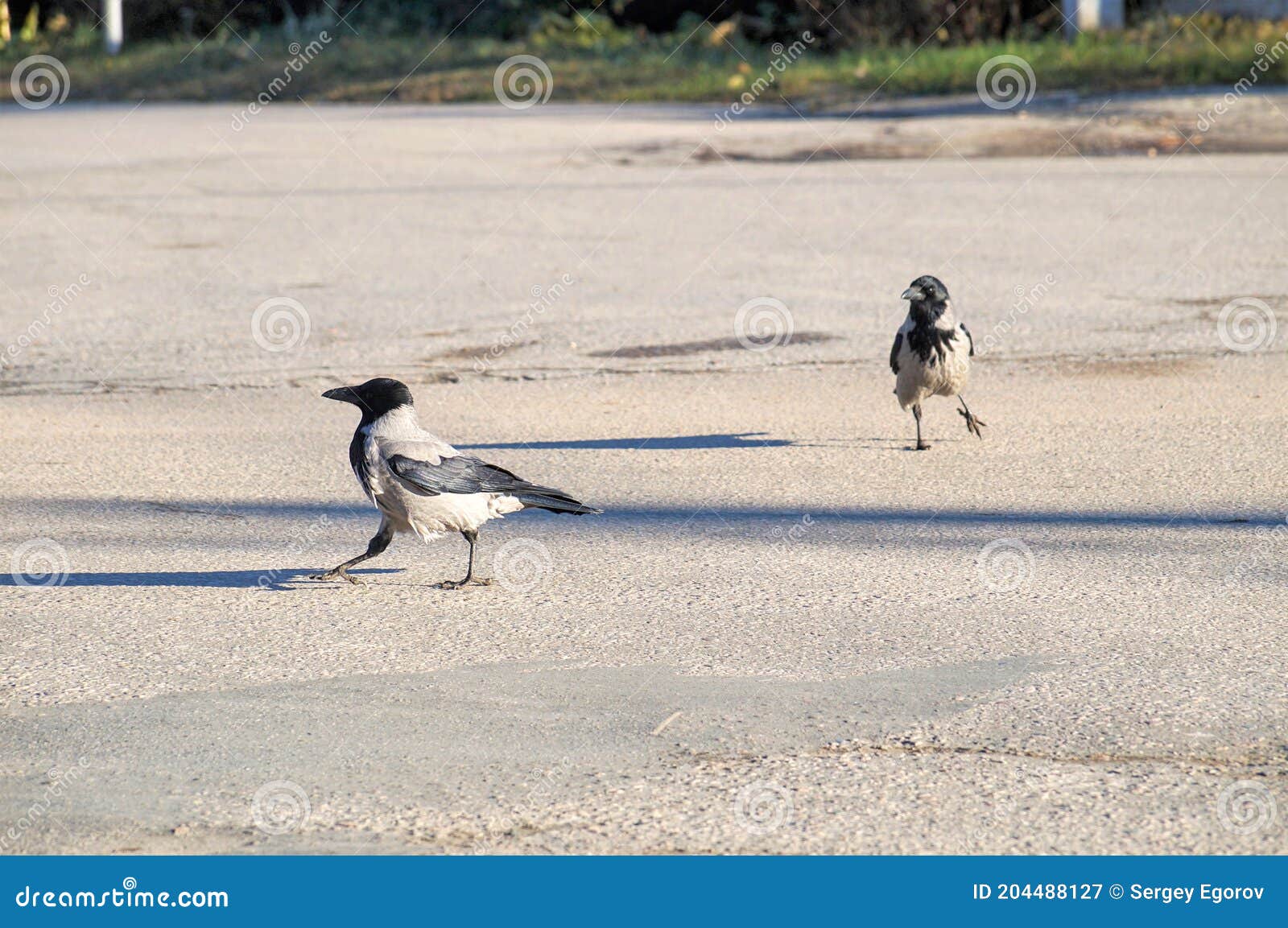 Step Crows Stock Photos - Free & Royalty-Free Stock Photos from Dreamstime