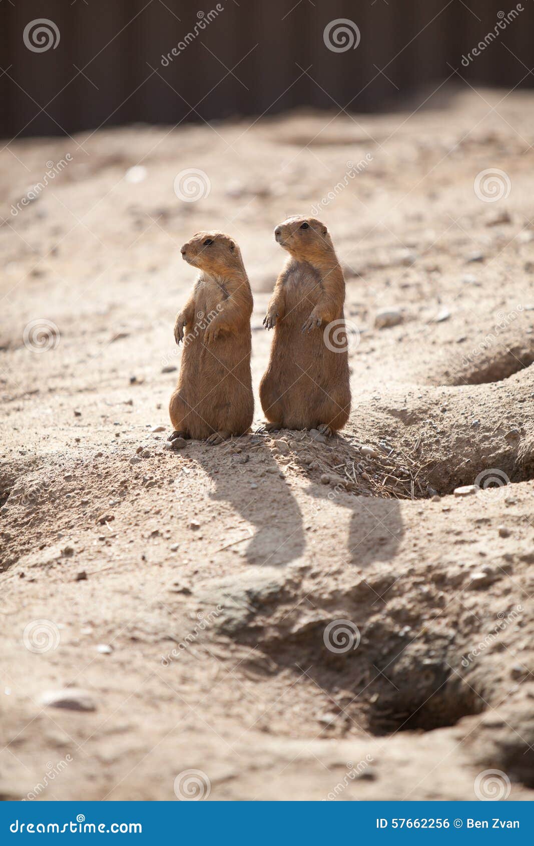 Syncronized Prairie Dogs and Their Shadows Stock Photo - Image of zvan ...