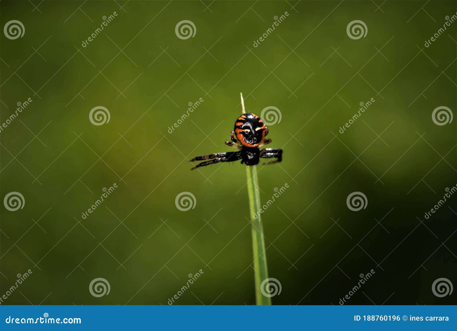 Synema Globosum, A Species Of Spiders From The Family Thomisidae ,crab ...