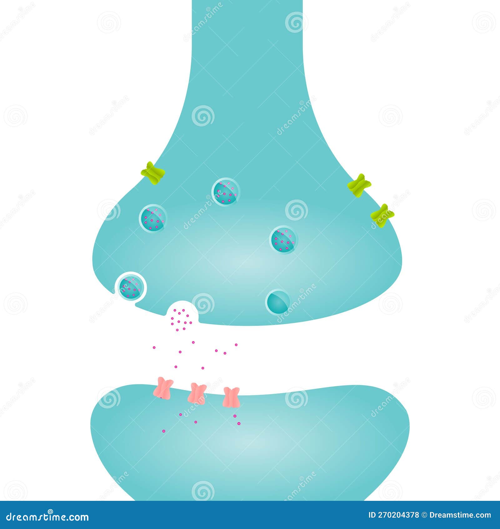Synaptic Cleft Axon Terminal Science Vector Illustration Graphic
