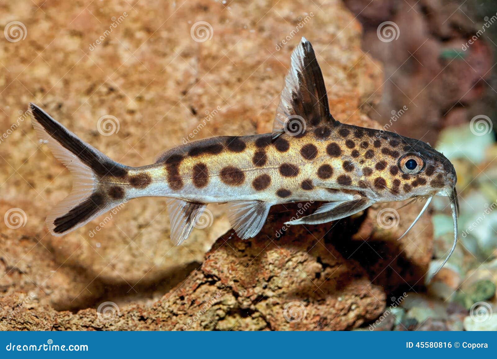 Synodontis stock photo. Image of swimming, animal, freshwater - 45580816