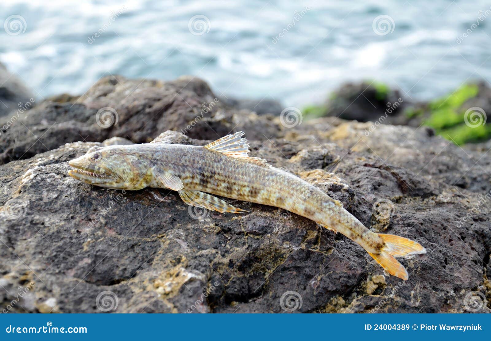 Synodus saurus stock image. Image of eyes, saurus, fishing - 24004389