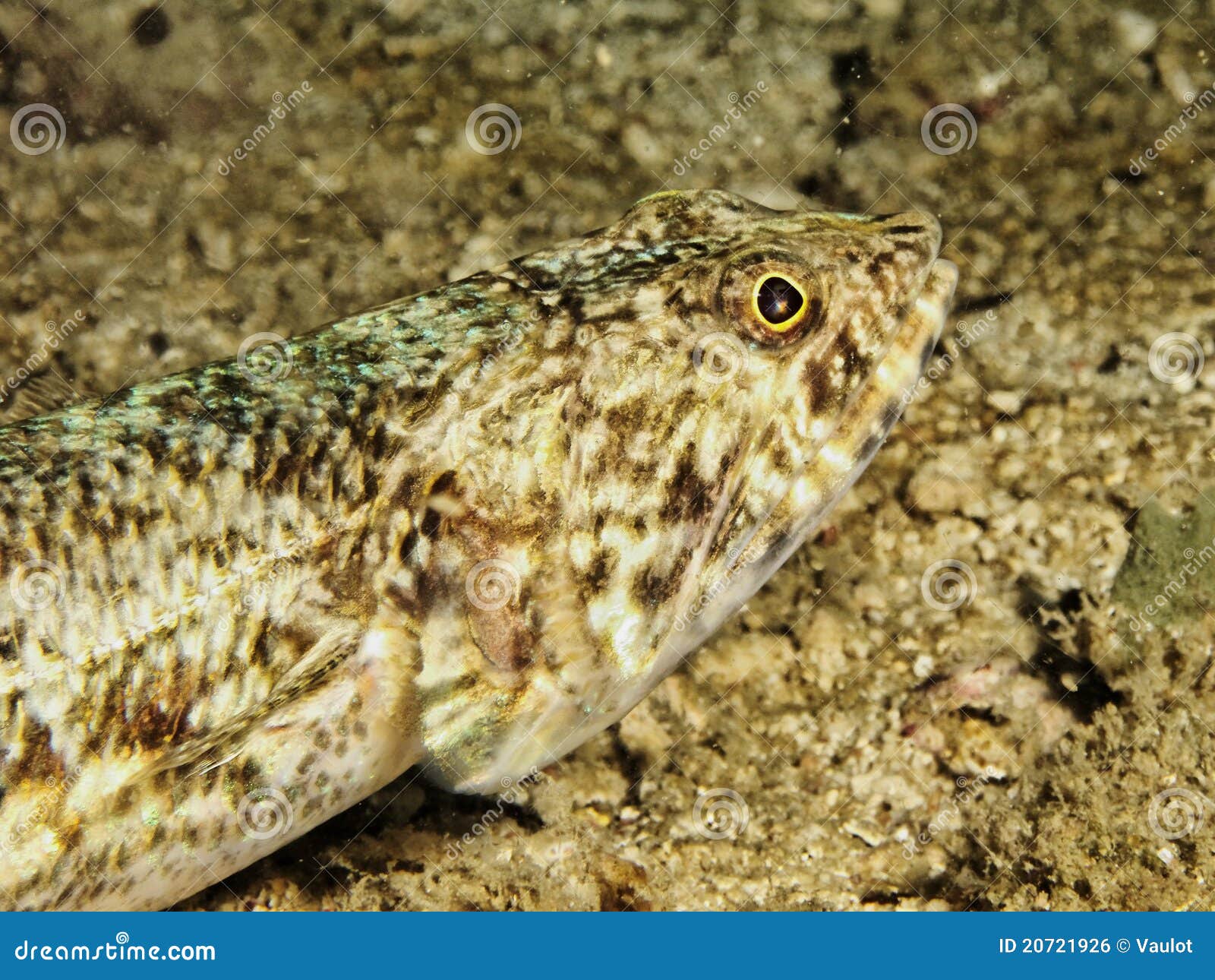 Synodus Variegatus - Lizard Fish Stock Photo - Image of saltwater ...