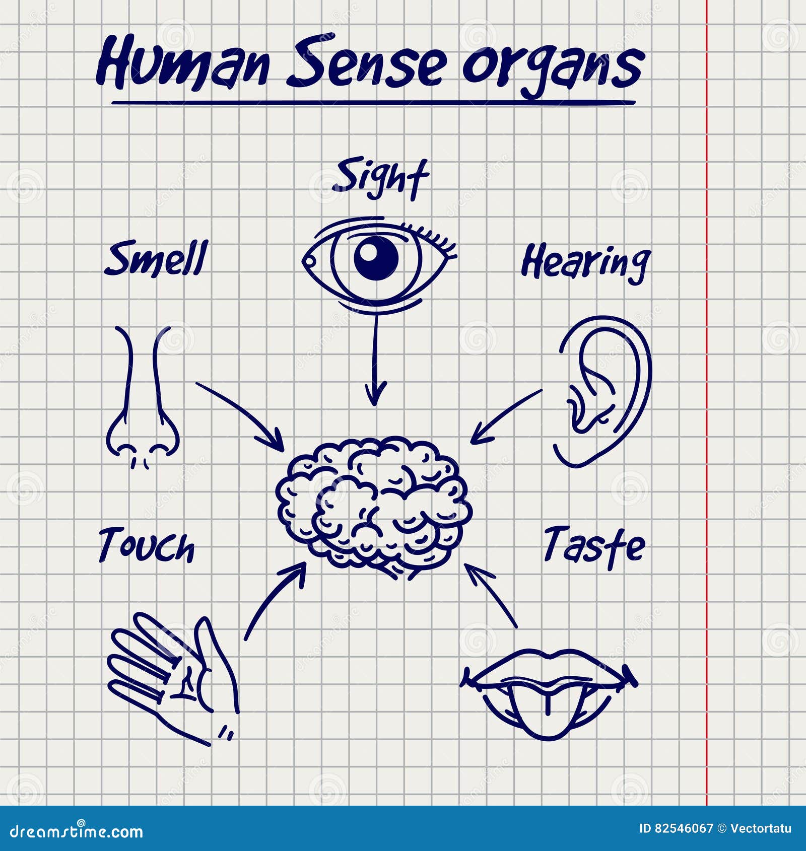 Synopsis of Human Sense Organs Sketch Stock Vector - Illustration of ...
