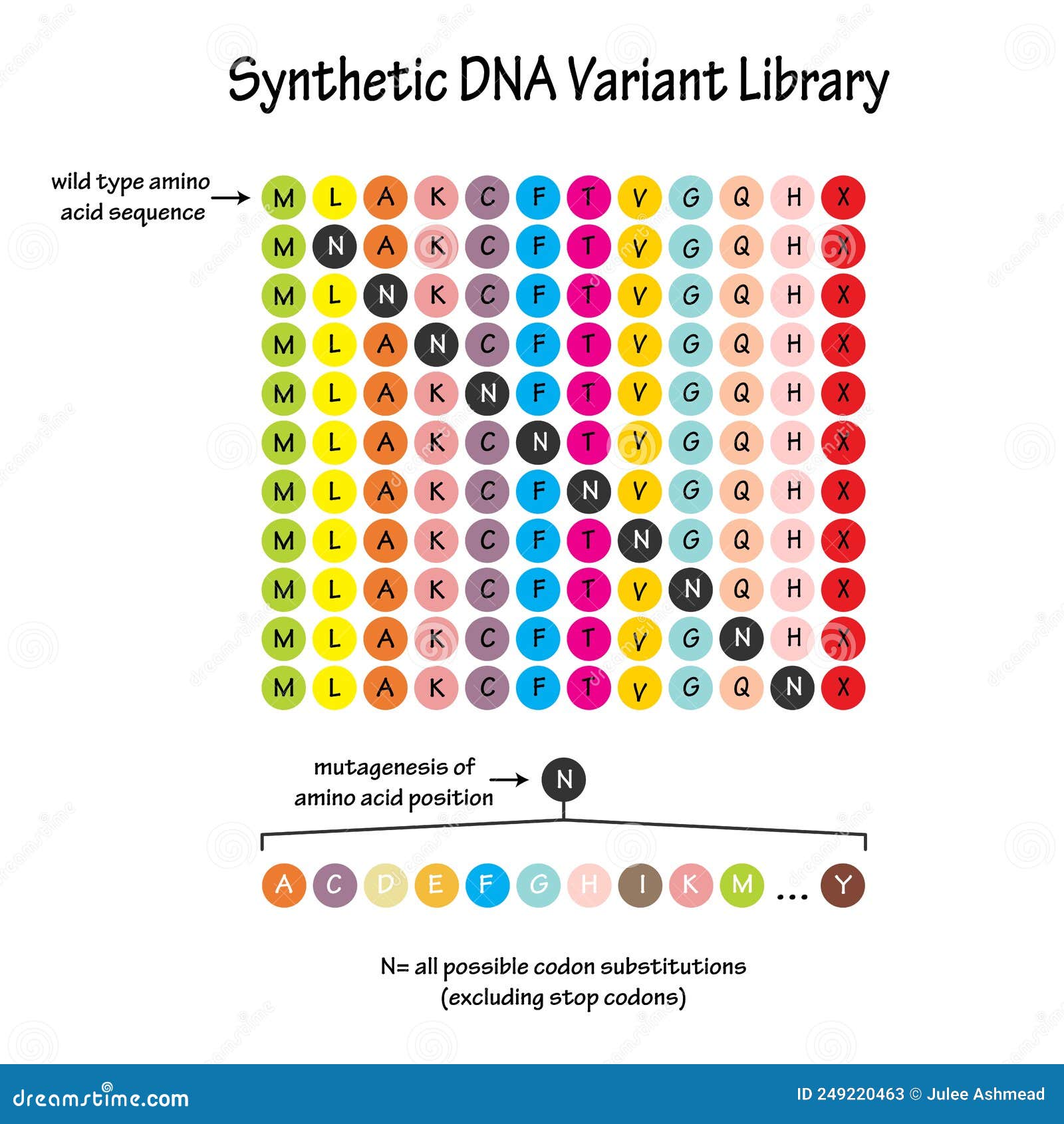 Synthetic DNA Variant Library Visual Concept Vector Stock Vector ...