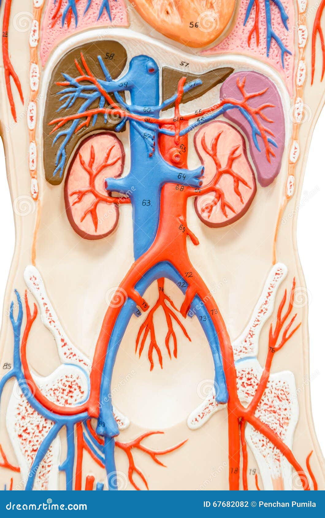 Synthetic Human Torso Model with Organs. Stock Photo - Image of human ...