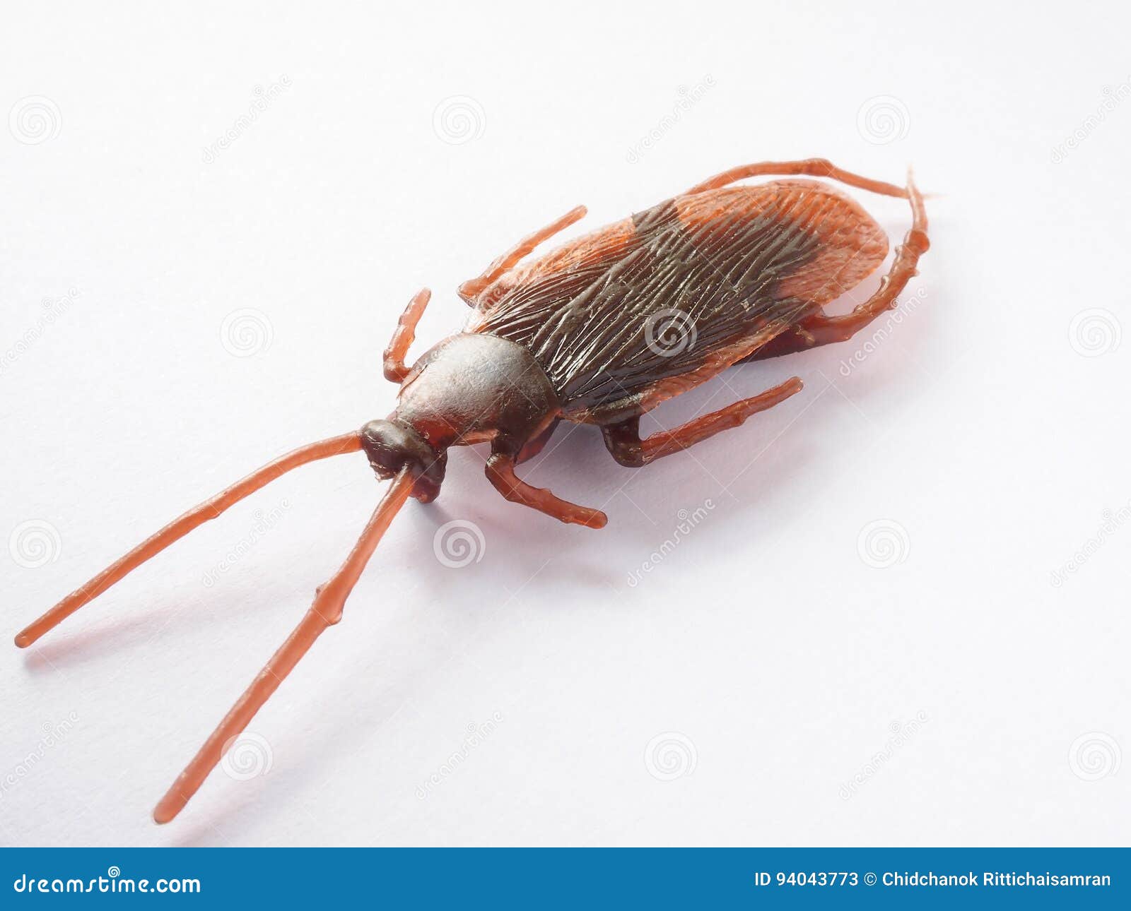Synthetic rubber cockroach stock image. Image of harzard - 94043773