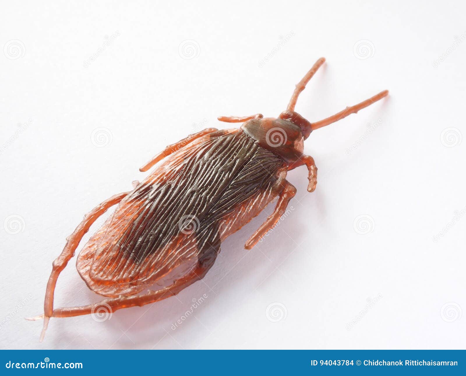 Synthetic rubber cockroach stock photo. Image of dangerous - 94043784