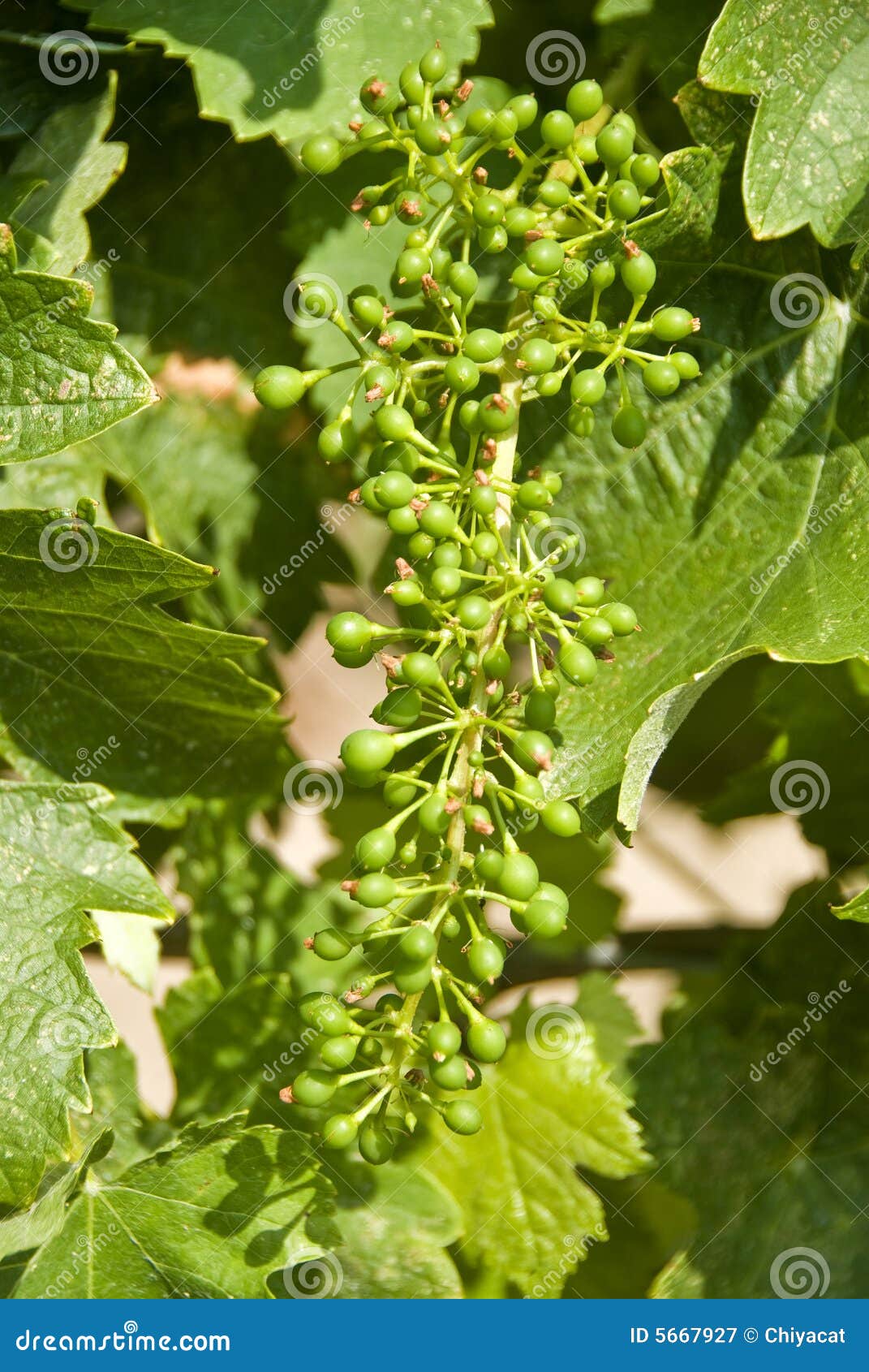 Syrah/Shiraz Grapes stock image. Image of agriculture - 5667927