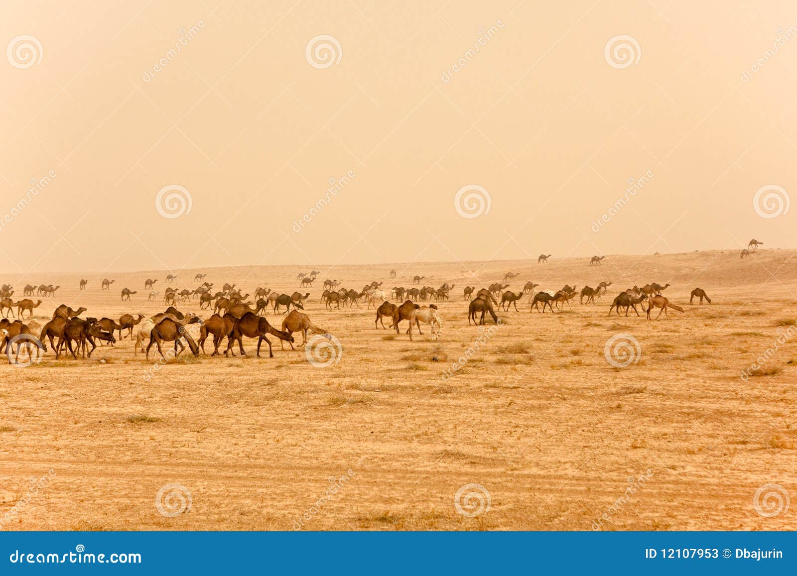 Syria - Rasafa stock image. Image of travel, storm, culture - 12107953
