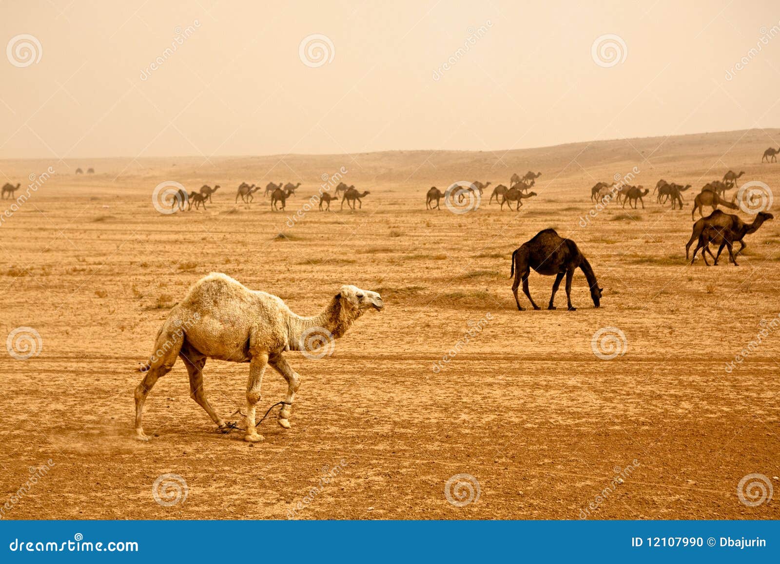 Syria - Rasafa stock photo. Image of travel, panoramic - 12107990