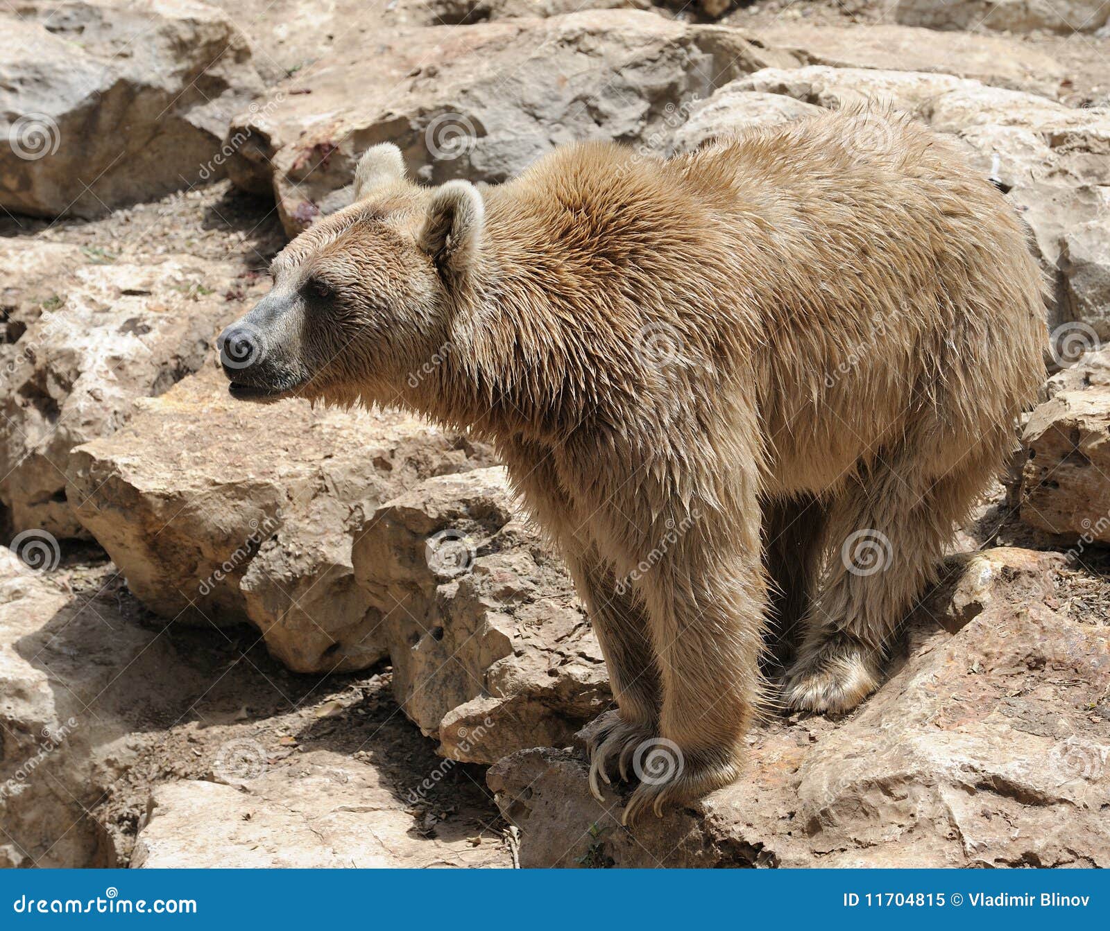 Syrian bear stock image. Image of reserve, jaws, bear - 11704815