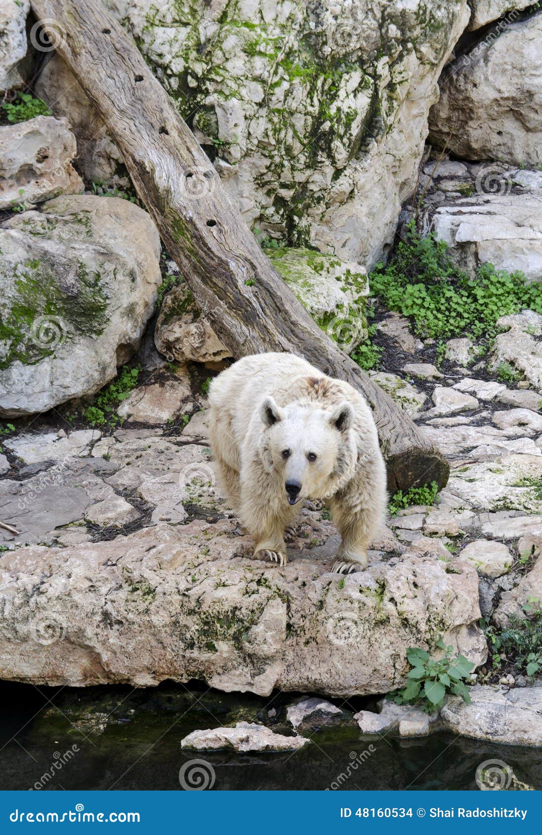 Syrian bear stock photo. Image of ears, green, animal - 48160534