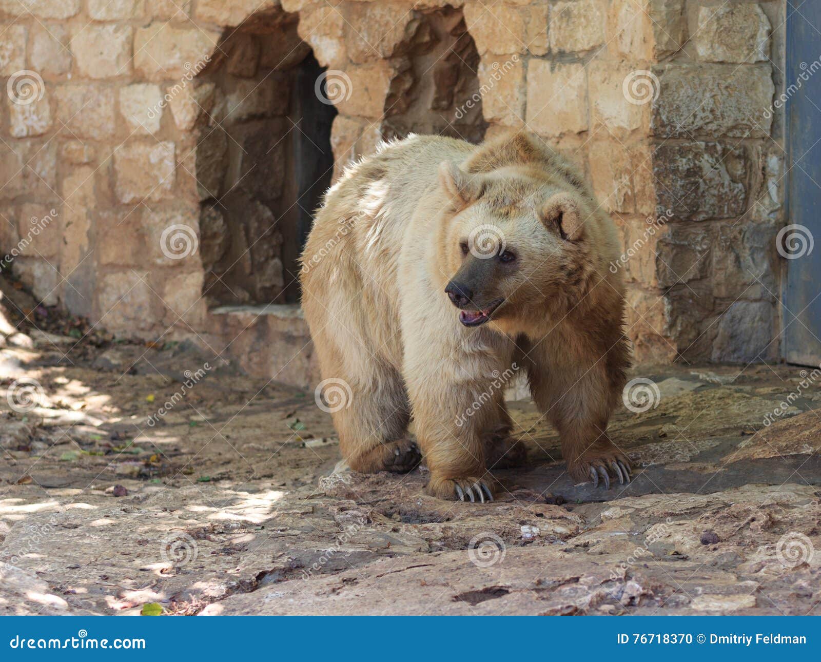 Syrian Bear Standing in the Shadow of the Day Stock Photo - Image of ...