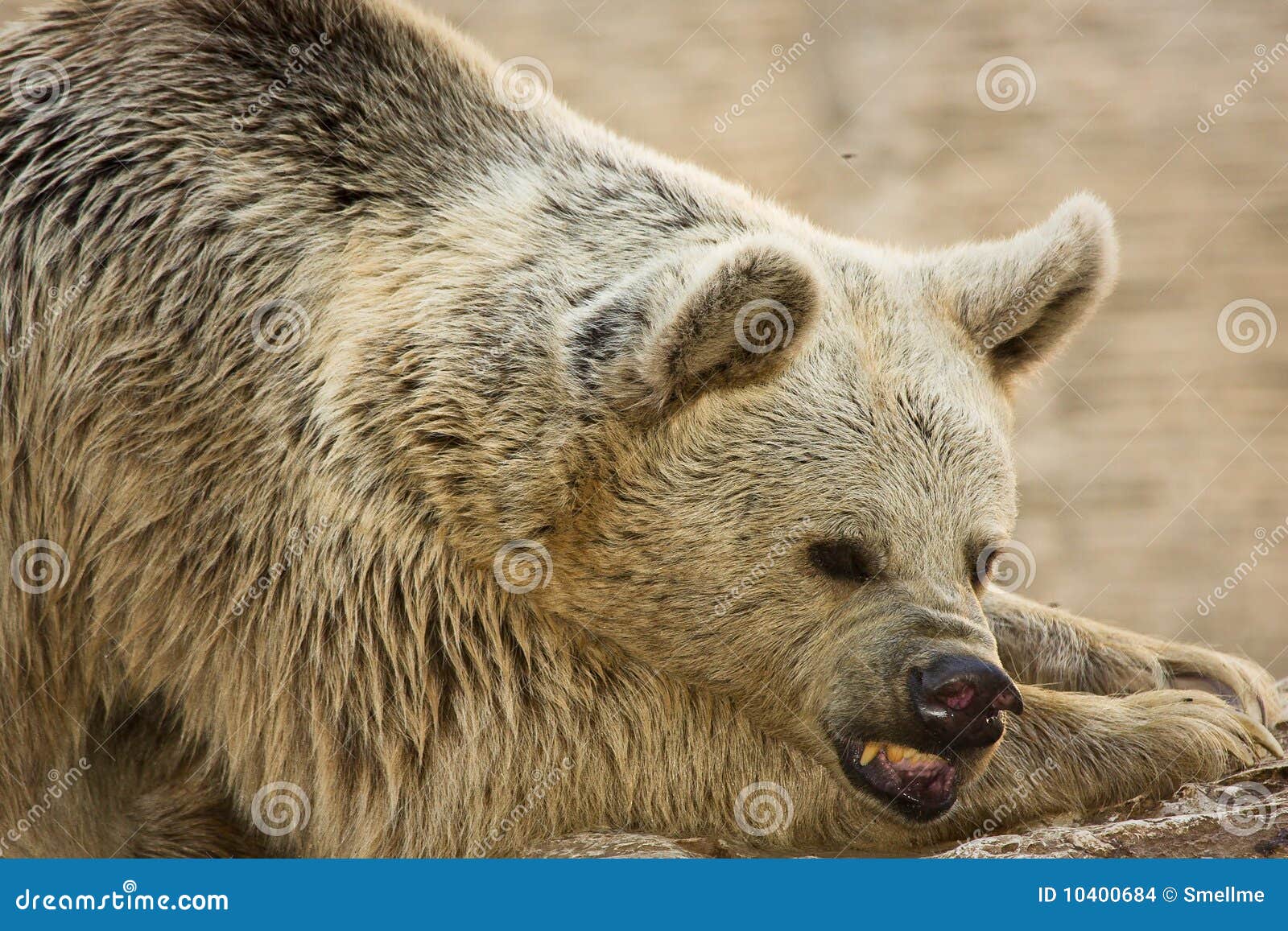 Syrian Brown Bear stock photo. Image of iraq, afghanistan - 10400684