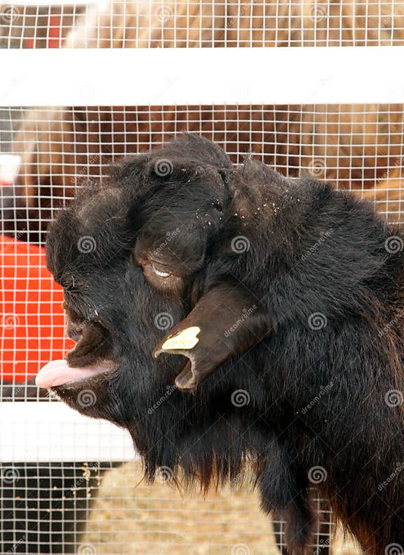 A Syrian Goat stock photo. Image of agriculture, mammal - 26496456