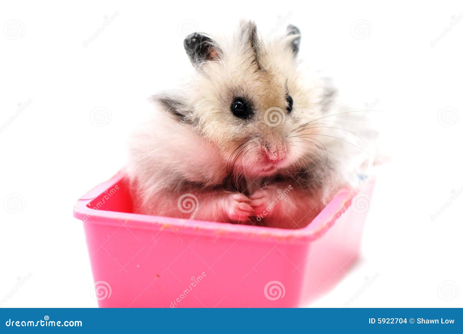 931 Pink Hamster Photos - Free & Royalty-Free Stock Photos from Dreamstime