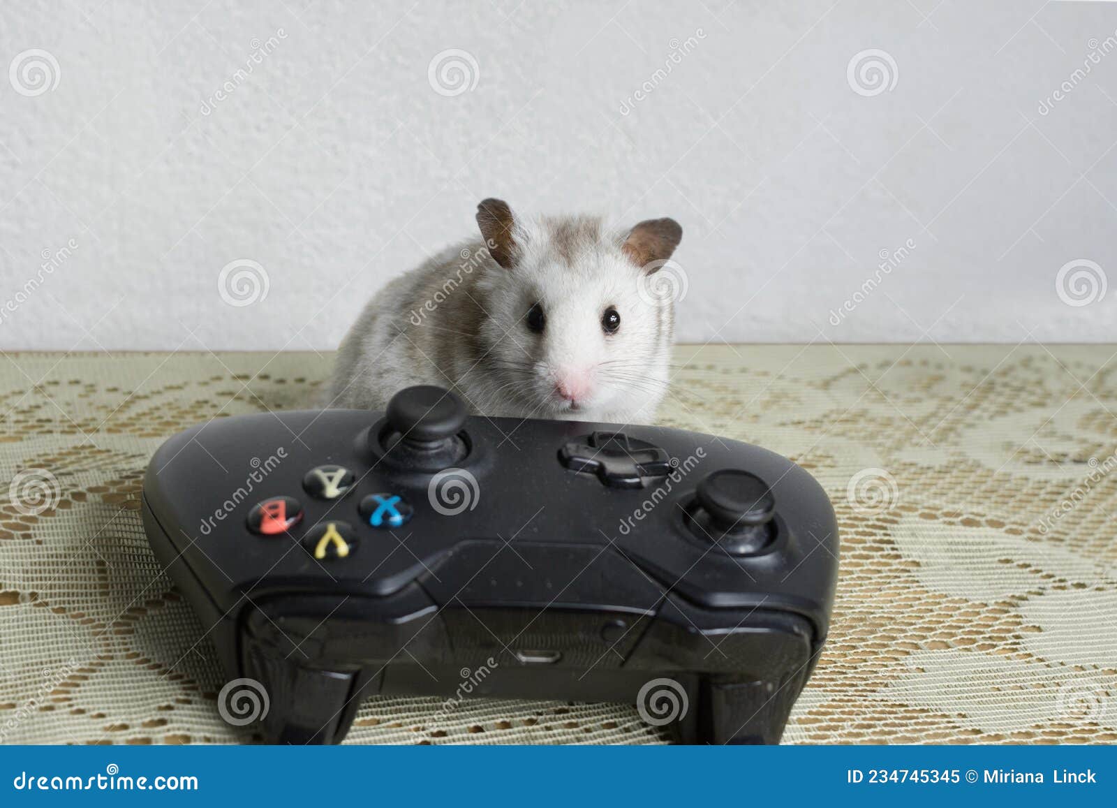 Syrian Hamster Behind a Video Game Controller Stock Image - Image of ...