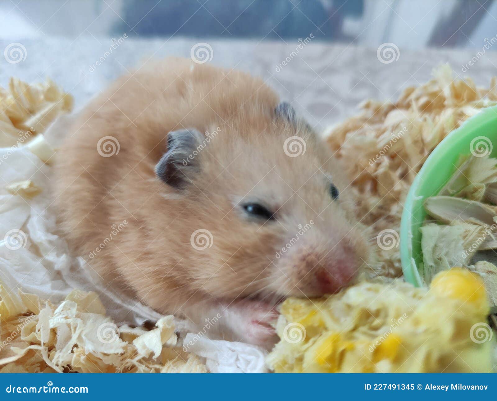 Syrian hamster eating corn stock image. Image of food - 227491345