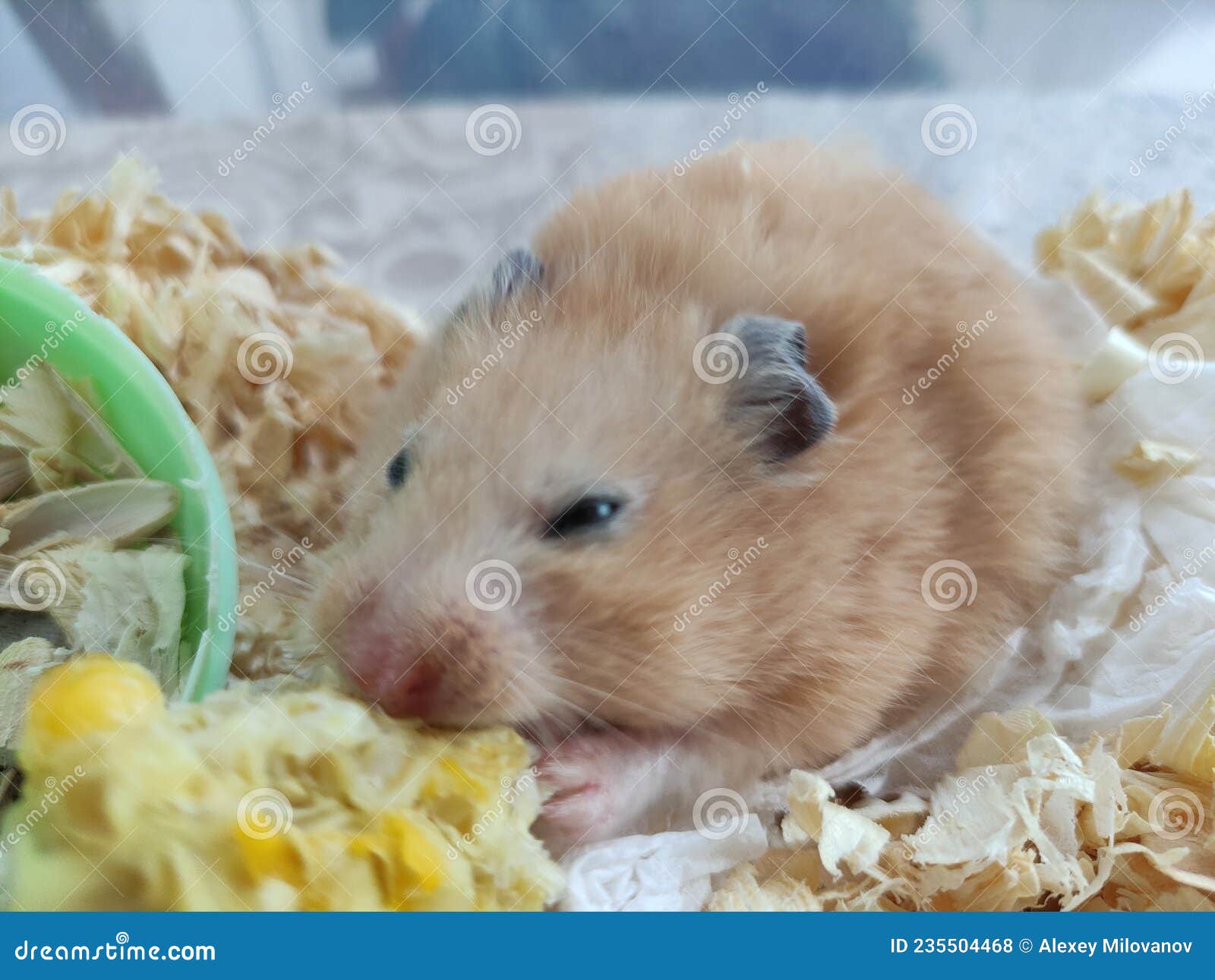 Syrian hamster eating corn stock photo. Image of eating - 235504468